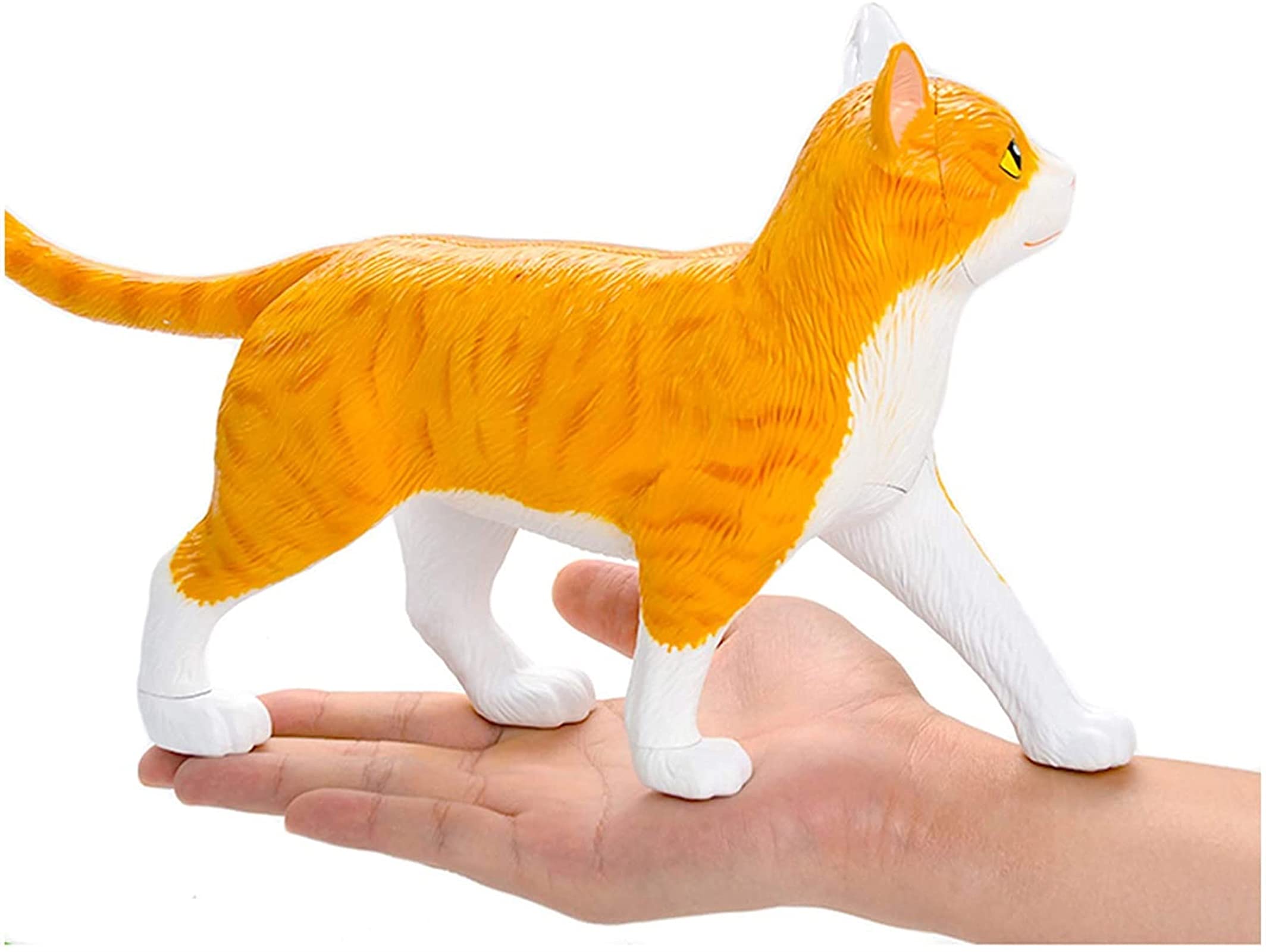 Buy Model Anatomy Model Cat Anatomical Model - 4D Vision Tabby Orange ...