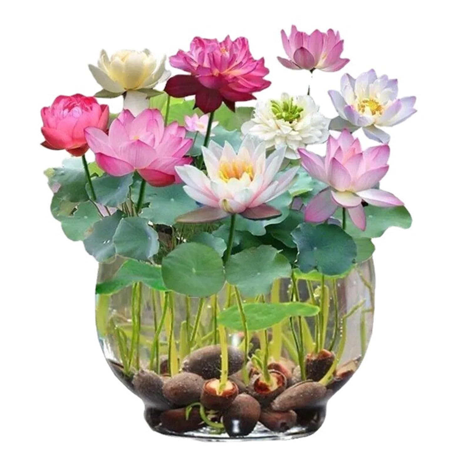 Japanese lotus seeds fragrance, dwarf variety, multicolour flower ...