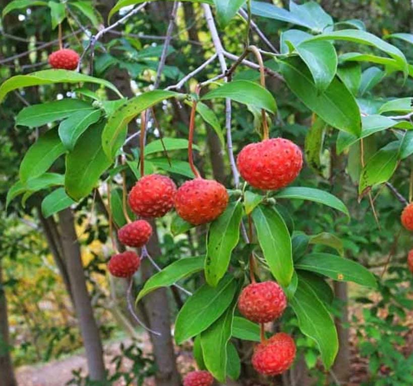 Cornus capitata - How to grow & care