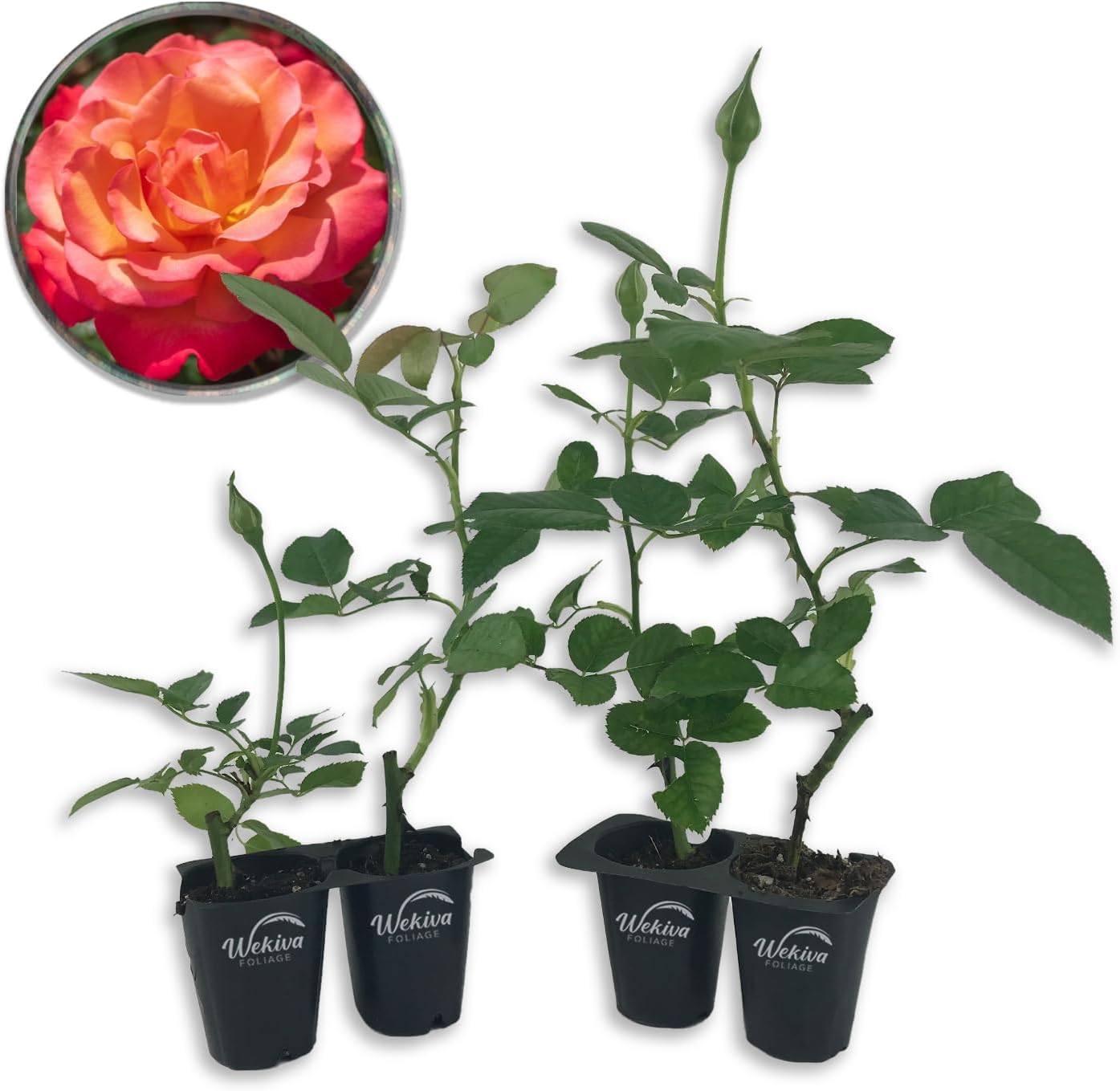 Amazon.com : Tuscan Sun Rose Bush - 4 Live Starter Plants - Versatile ...