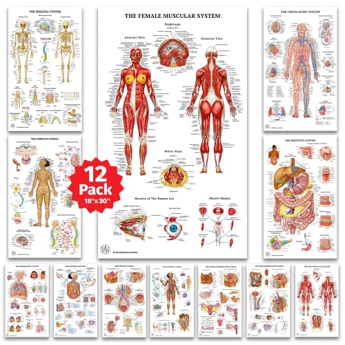 12 Human Anatomy Posters - Medical Posters, Nepal | Ubuy