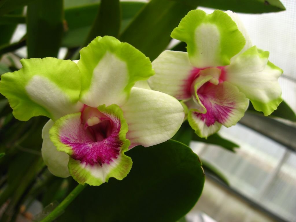 Royal Paradise Garden Rare Dendrobium Orchid Emma Mutate 1 Small ...