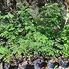 Amazon.com : Dwarf Moringa Tree Live Plant in Half Gallon Pot, Well ...