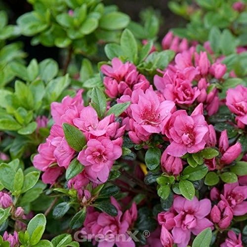 Kriechende Immergrüne Zwerg Azalee Mariko 15-20cm - Rhododendron ...