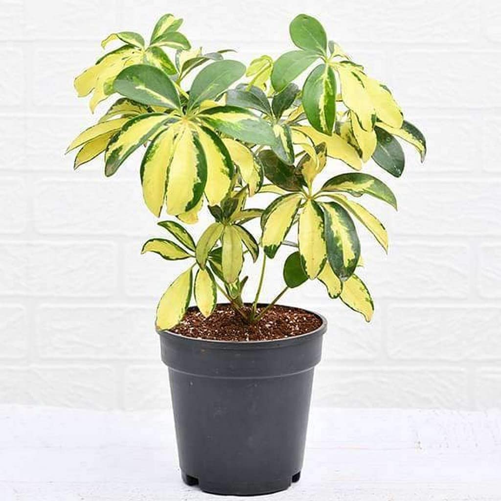Moondrop Schefflera Plant Schefflera Care — House Plant Shop