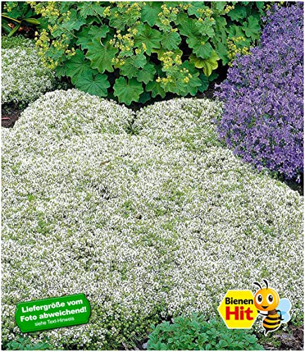 Bodendecker Weiß – Die 15 besten Produkte im Vergleich - Hausbauberater ...