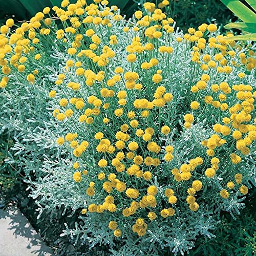 Santolina - How to grow & care