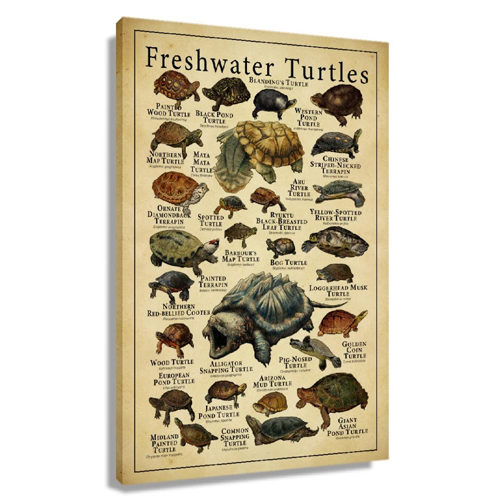 Amazon.com: Freshwater Turtles Poster Modern Wall Art Educational ...