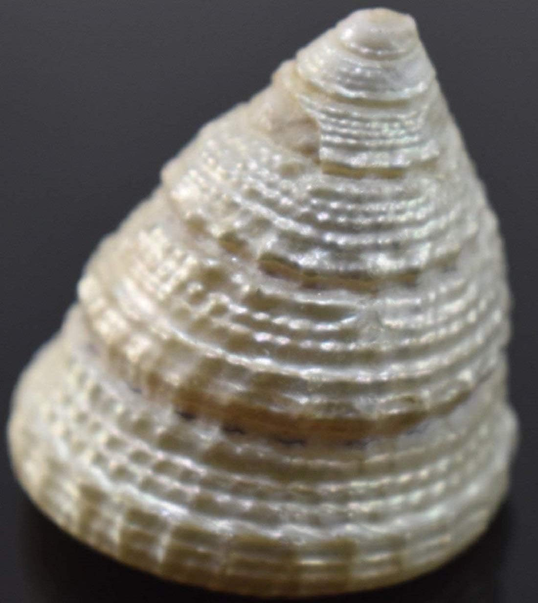 Amazon.com: Divine Moti Shankh Pearl Conch Mother of Pearl Moti Sankh ...