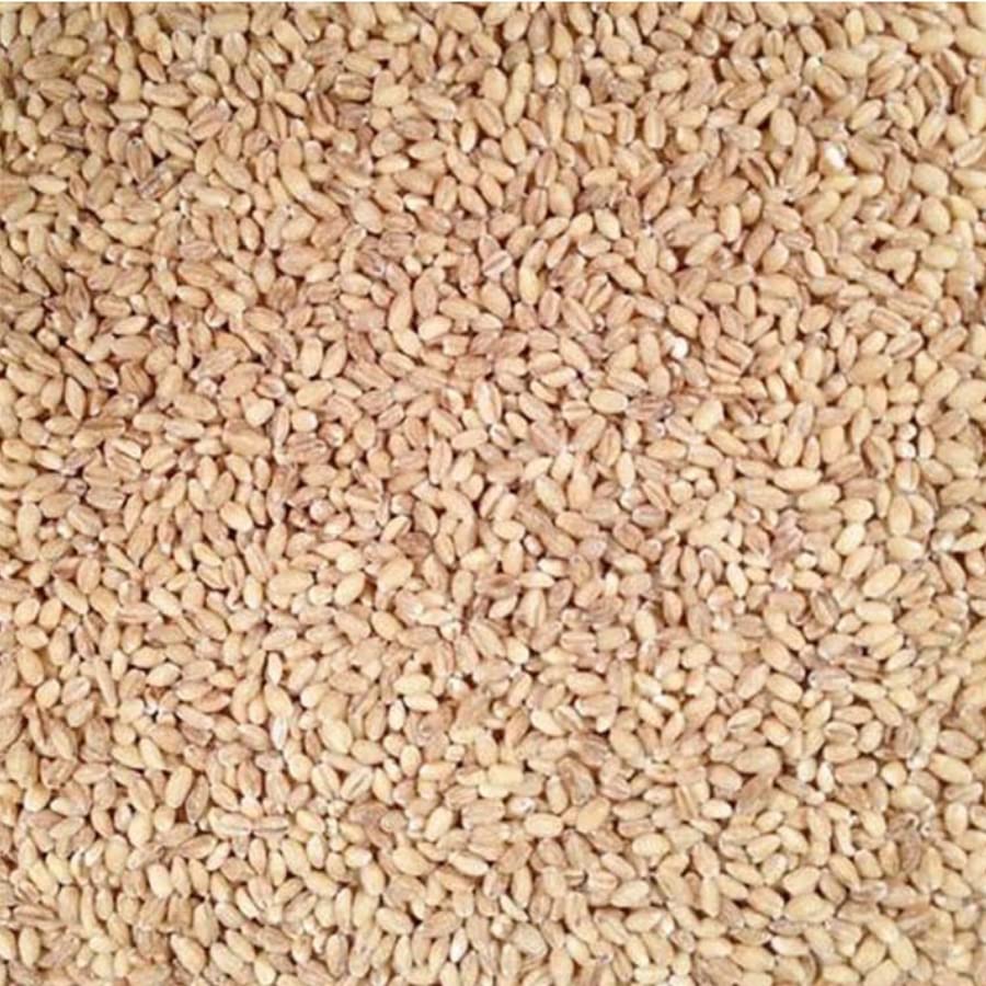 Triticale Cocido