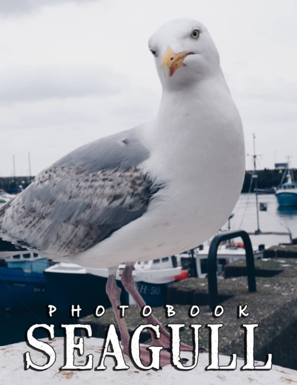 A Photo Book Of Seagull: A Great Gift With Compelling And Impressive ...