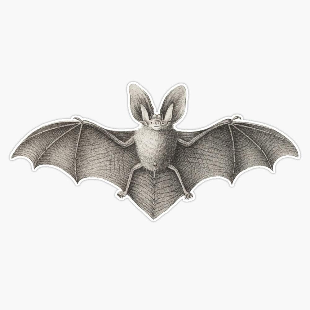 Amazon.com - Vintage Bat Illustration Vinyl Waterproof Sticker Decal ...