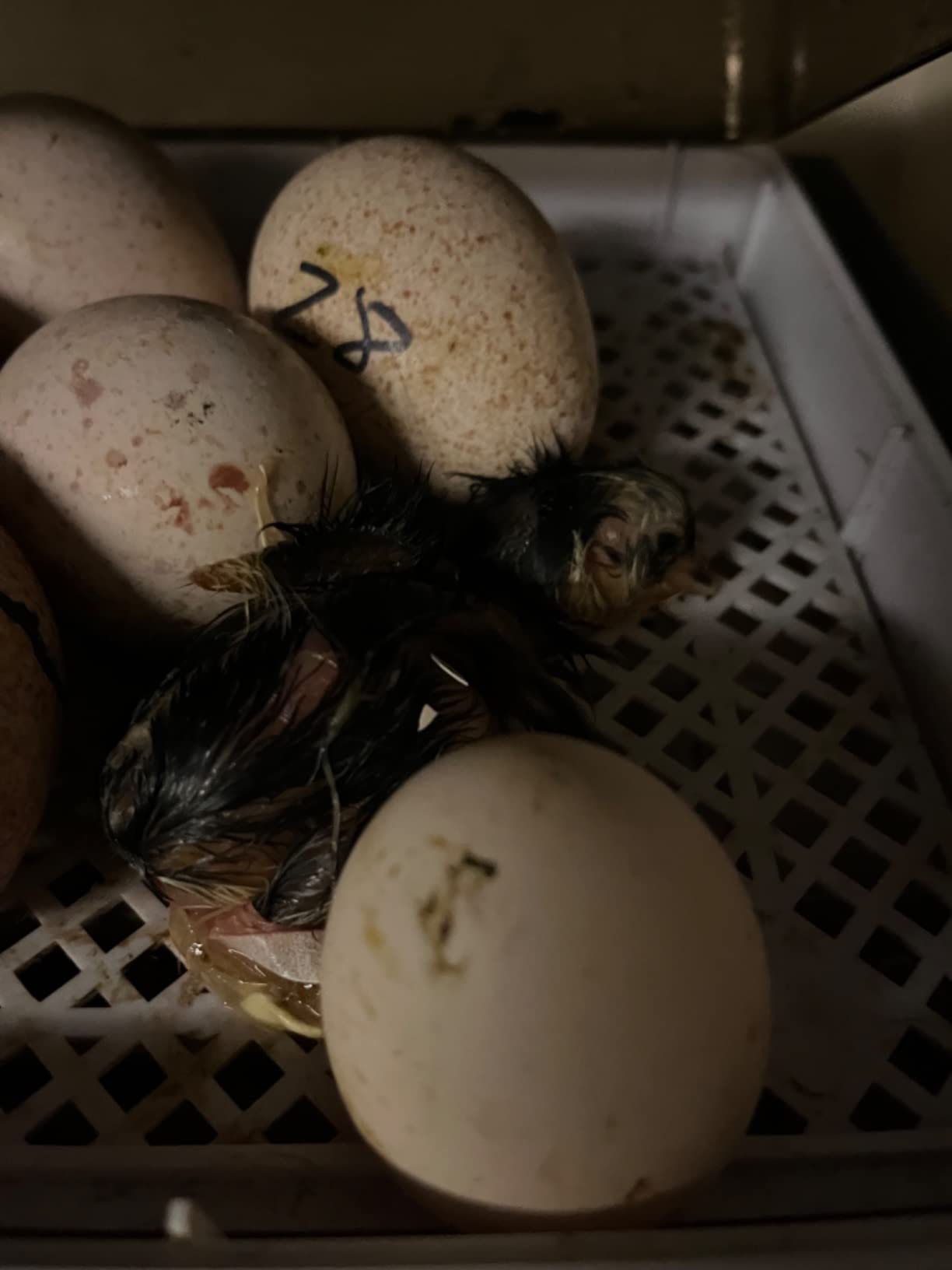 $10/mo - Finance TRIOCOTTAGE Egg Incubator with Automatic Egg Turning ...