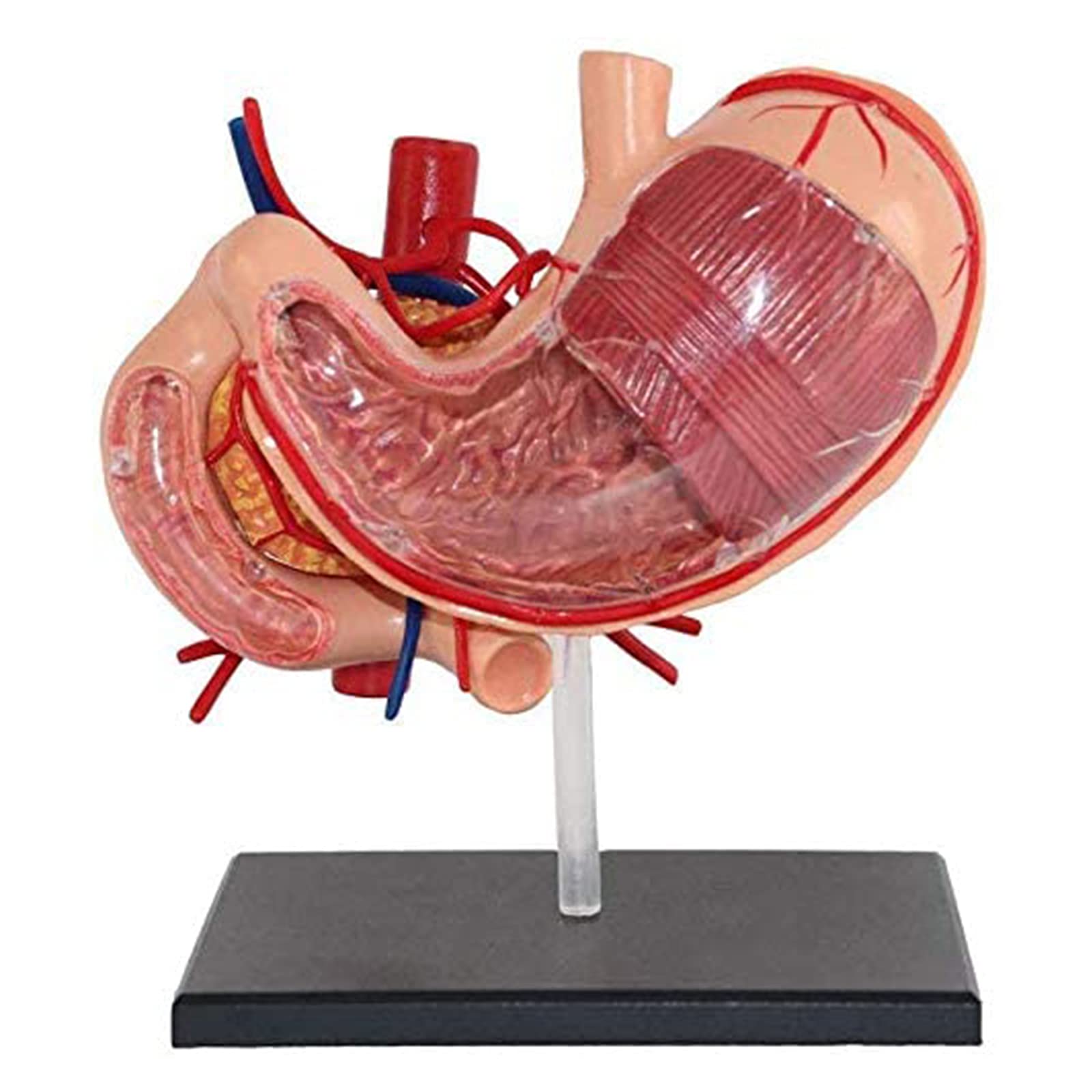 Human Stomach Anatomical Model 4d Stomach Model Digestive System Model | Desertcart INDIA