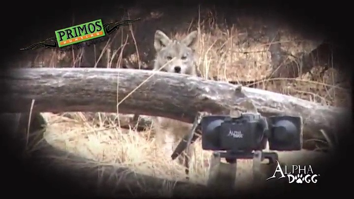 Watch Primos Hunting 3756 Alpha Dogg Electronic Predator Call on Amazon ...