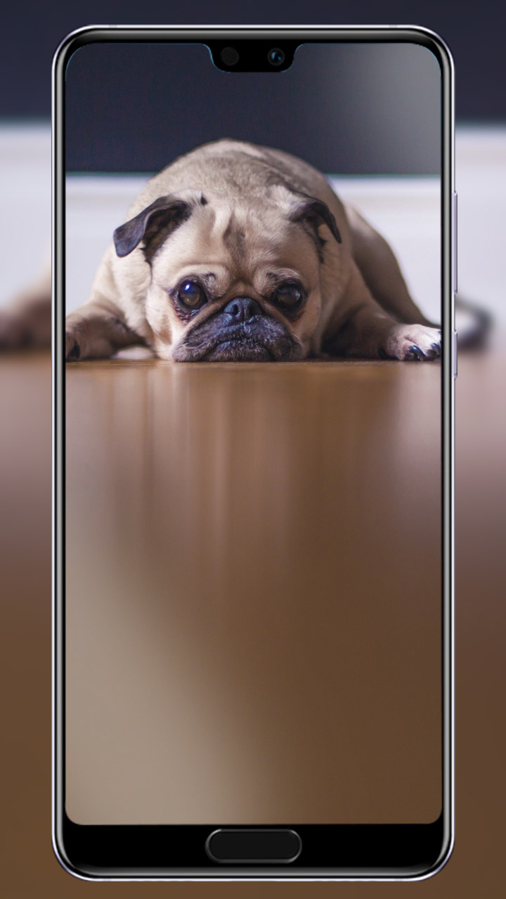 Pets Wallpapers - Aplicativo na Amazon Appstore