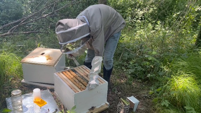 Watch Beekeeper starter kit- come check out the bees on Amazon Live