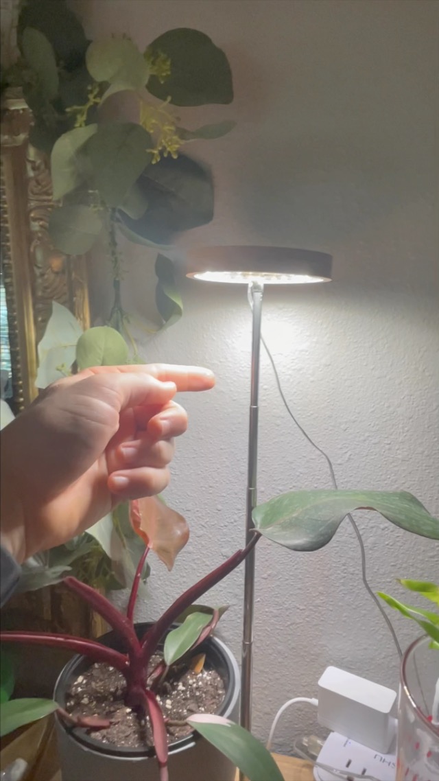 Watch Aesthetic Indoor Grow Light For All Sizes Of Plants on Amazon Live