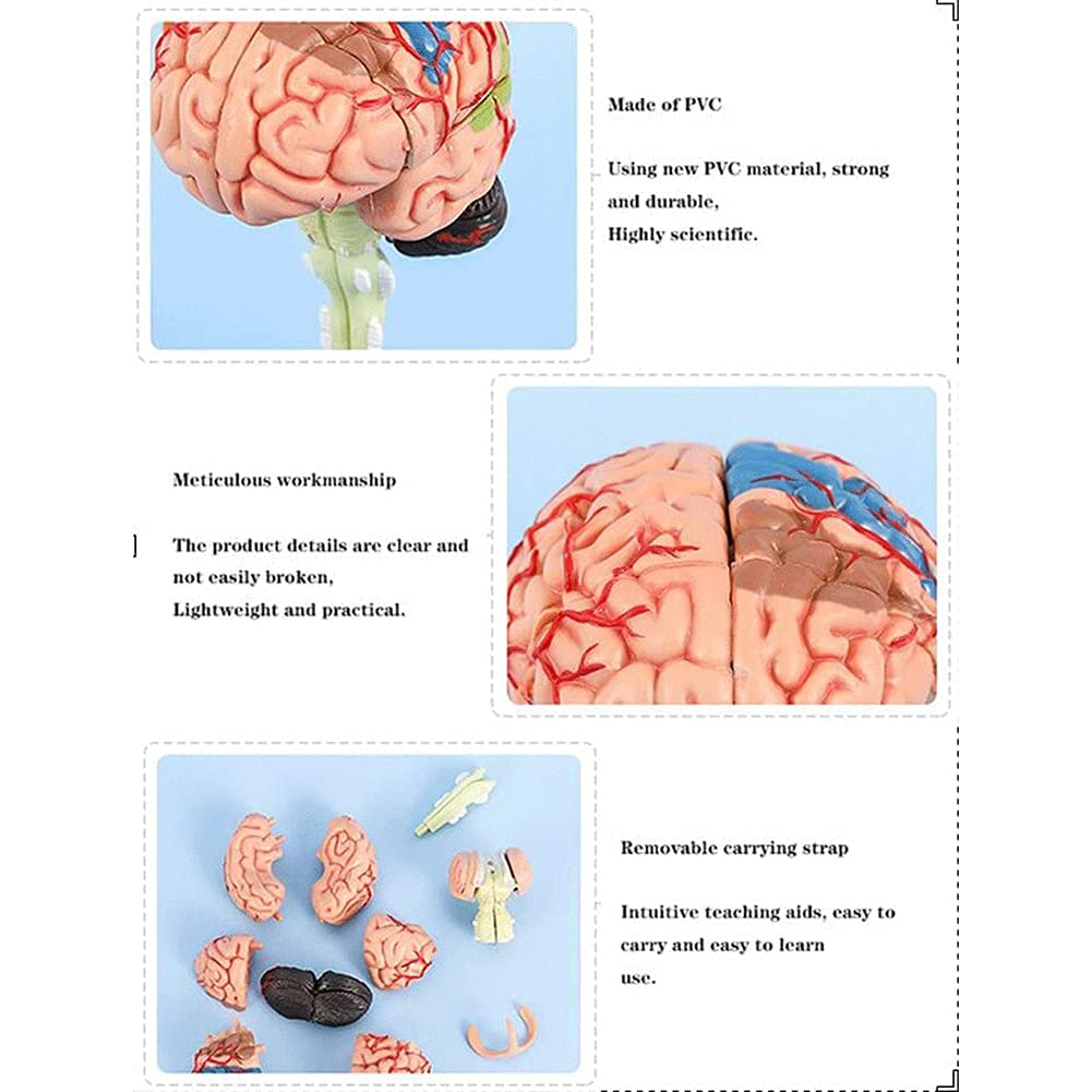 Diagramma Del Cervello Umano Per Bambini Area Di Broca: Cos'è E Dove