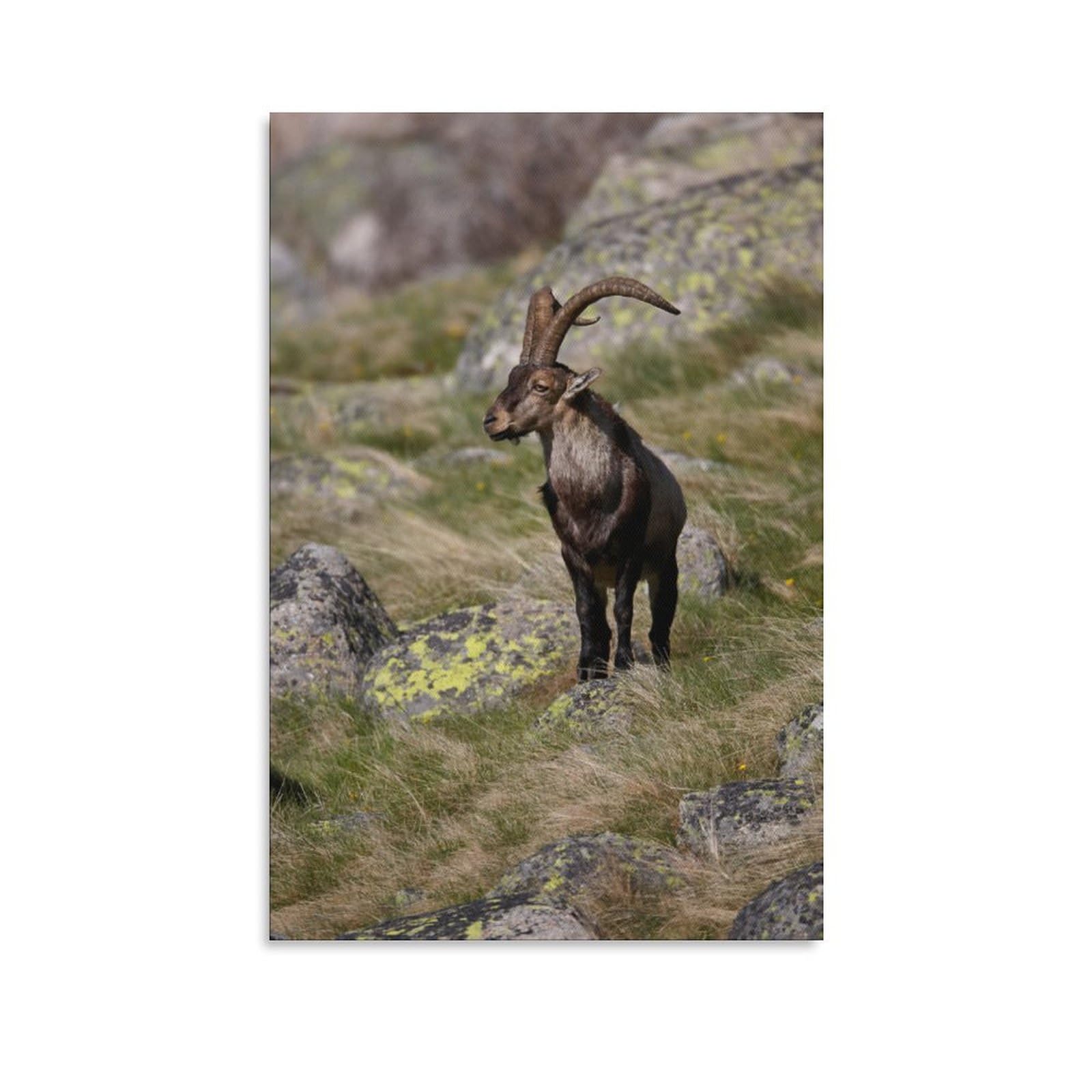 Spanish Mountain Goat