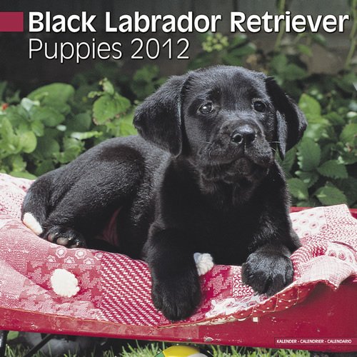 Black Labrador Retriever Puppies 2012 Wall Calendar #10200-12: Pet ...