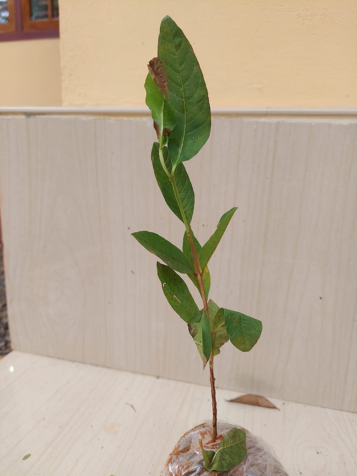 Creative Farmer Live Gauva Tree From Thailand Red Inside Small Sapling ...