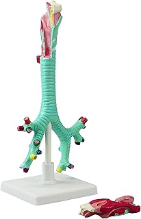 Understanding The Length Of The Trachea: A Detailed Examination | MedShun