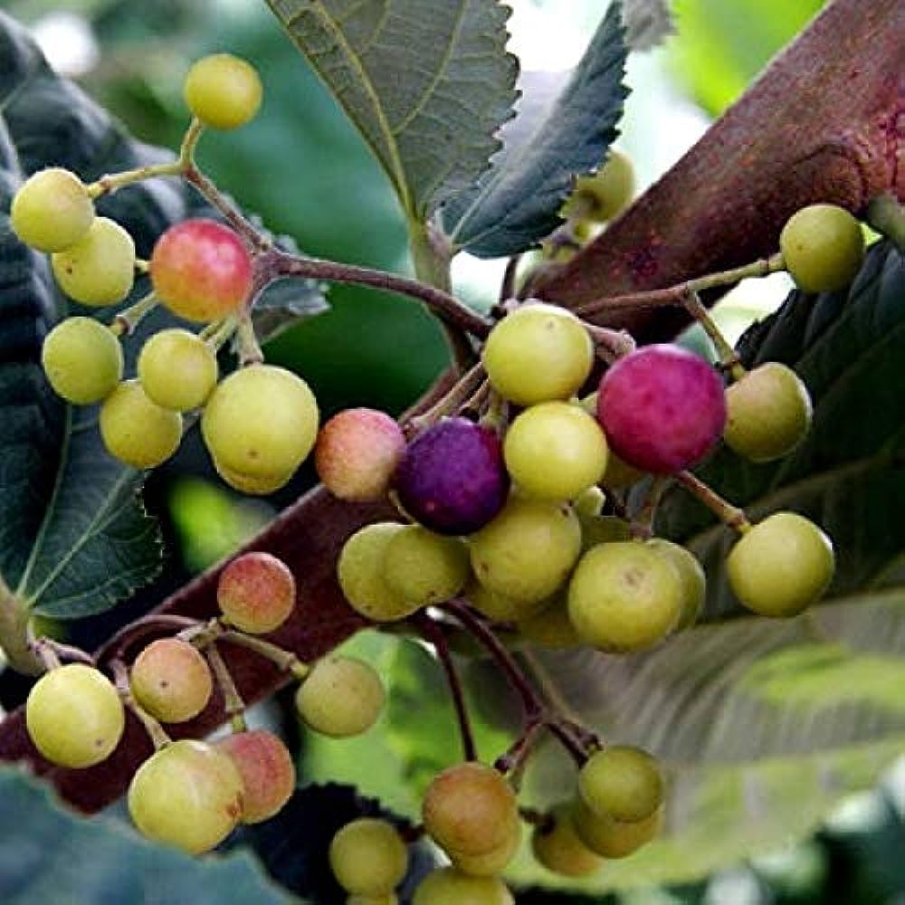 Mphmi Live Plant Nursery NCR Plants Phalsa/FalsaFruit plant - Fruit ...