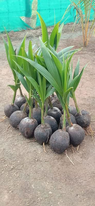 Trendygreens Hybrid Dwarf High Yield Green Coconut Fruit Plant Sapling ...