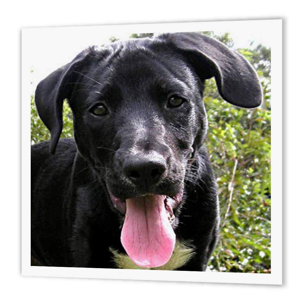 Marcas De Cachorros Labrador Negro No Compres Un Cachorro De Labrador