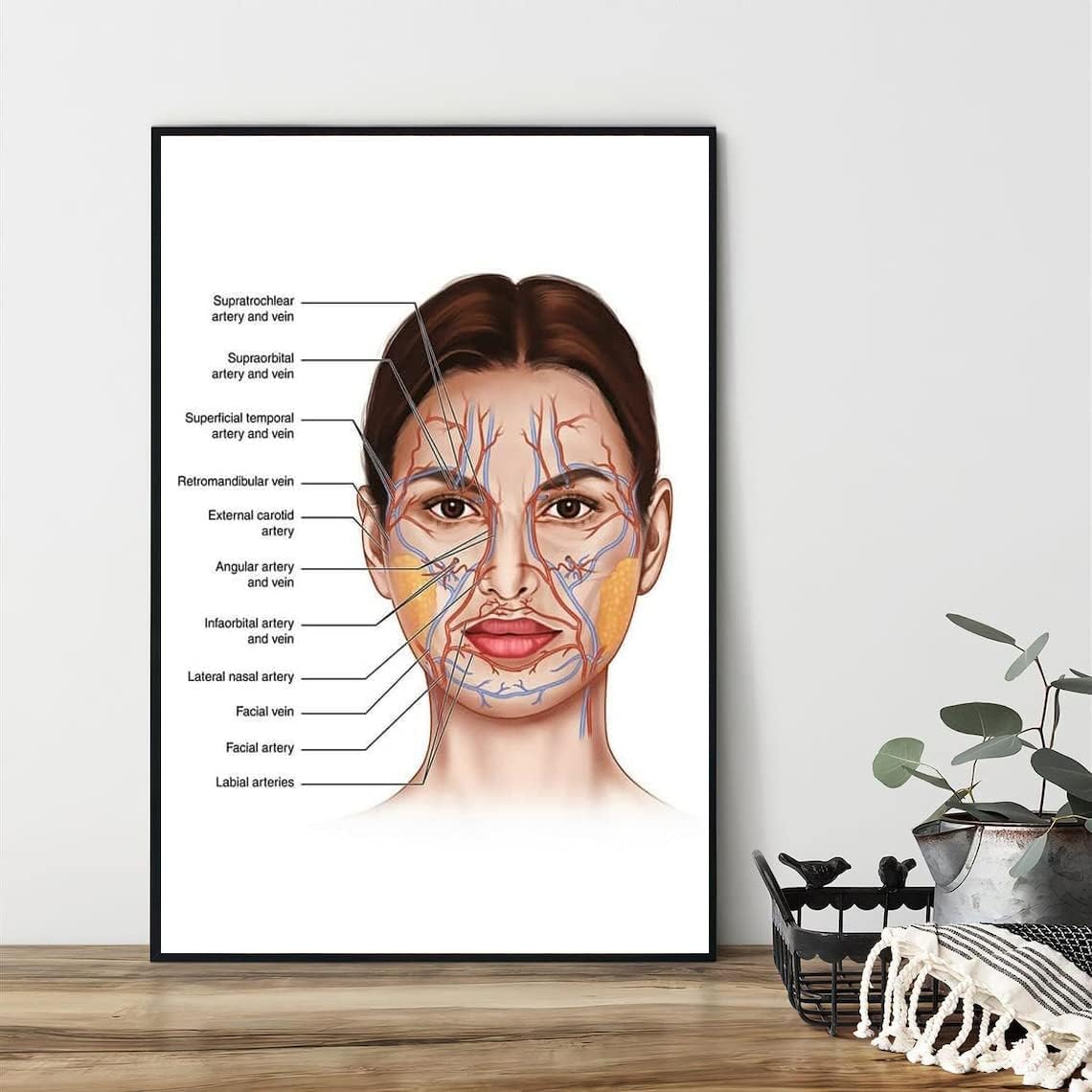 Amazon.com: posters Face Anatomy Muscle, Veins Detailed Educational ...