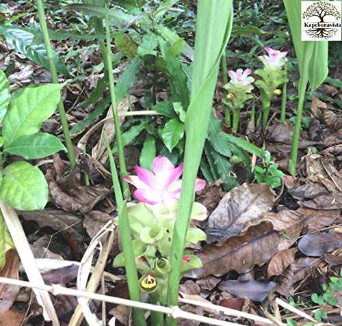 Kapebonavista® Ban haldi Jangli Haldi Kasthuri Pasupa Aromatic Turmeric ...