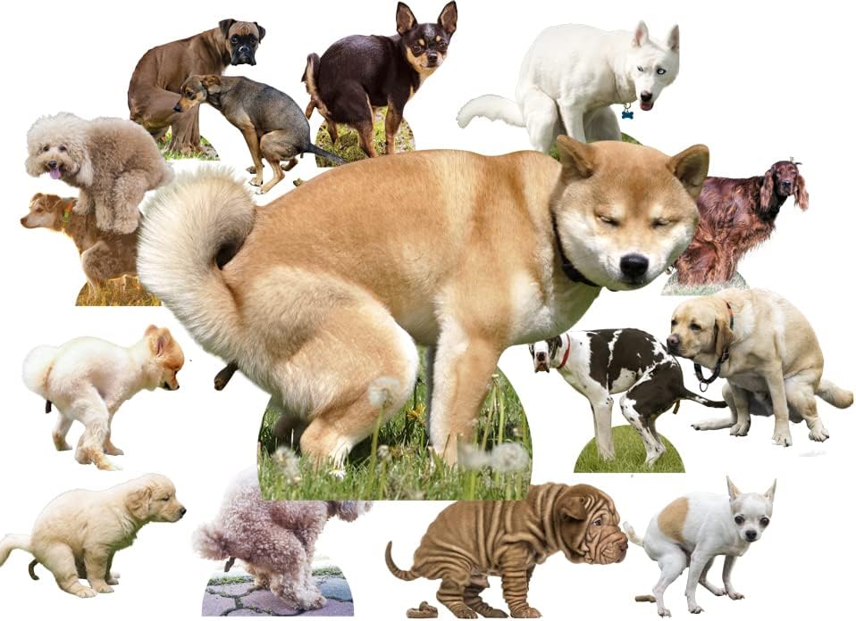 Amazon.com: Poop Funny Set of 3-3" Vinyl Sticker - for Car Laptop I-Pad ...