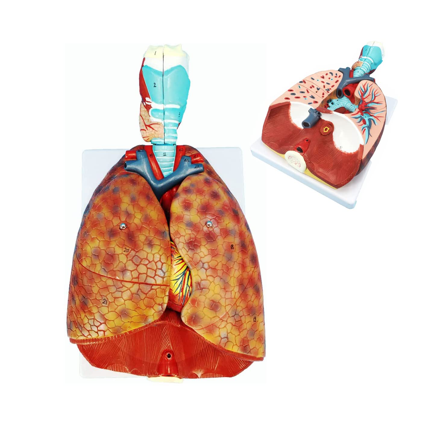 Buy UIGJIOG Human Lung And Respiratory System Model Human Lung Model ...