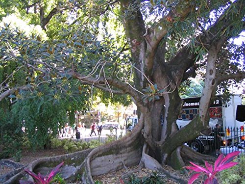 Creative Farmer Tree Seeds Ficus Infectoria - Ficus Virens Tree Seeds ...