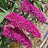 Amazon.com : Raspberry Butterfly Bush Live Shrub Plant Shrub, Buddleia ...