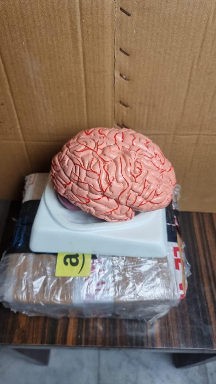 GD ANATOMICALS "Life-Size Human Brain Model with Detailed Arteries ...