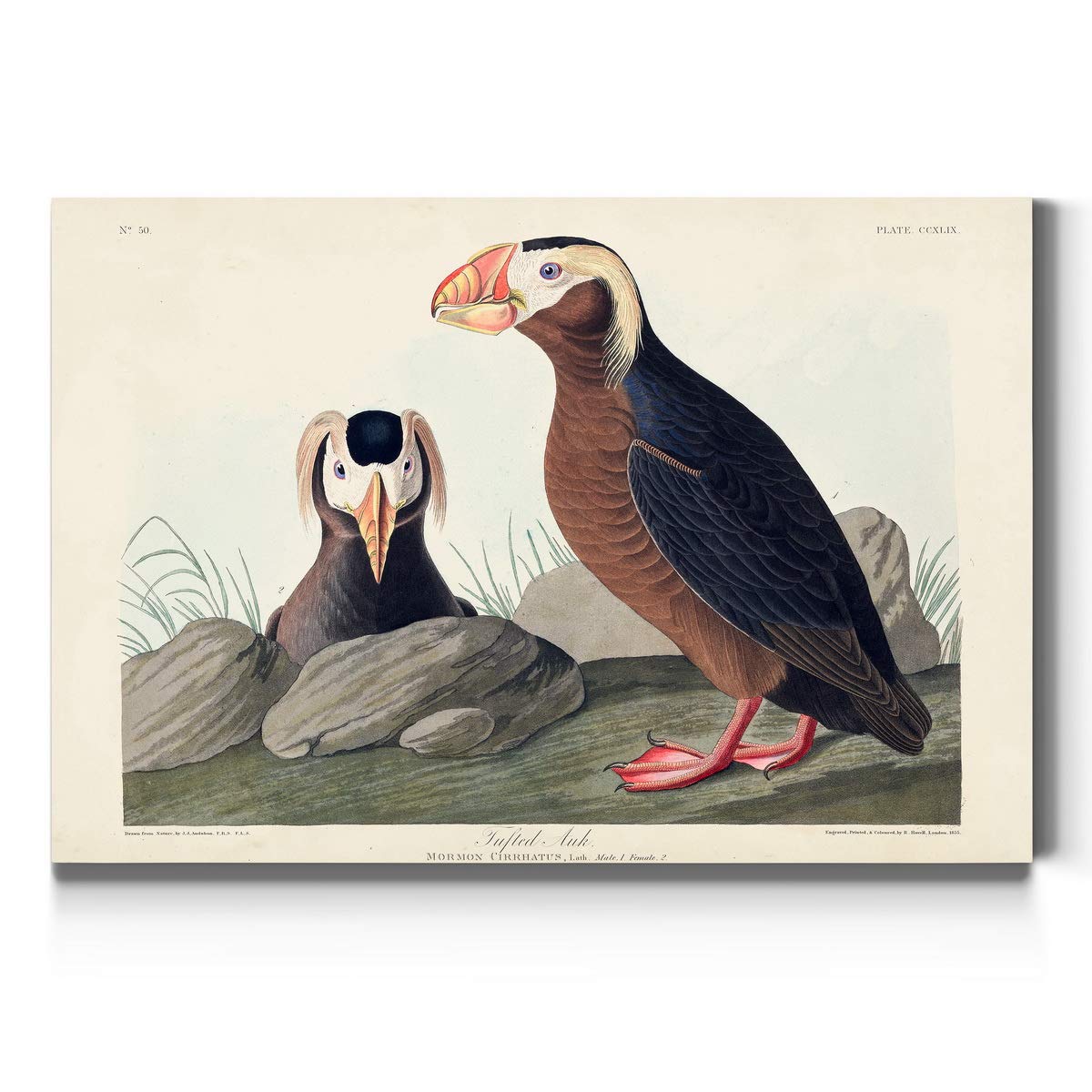 Puffins Audubon