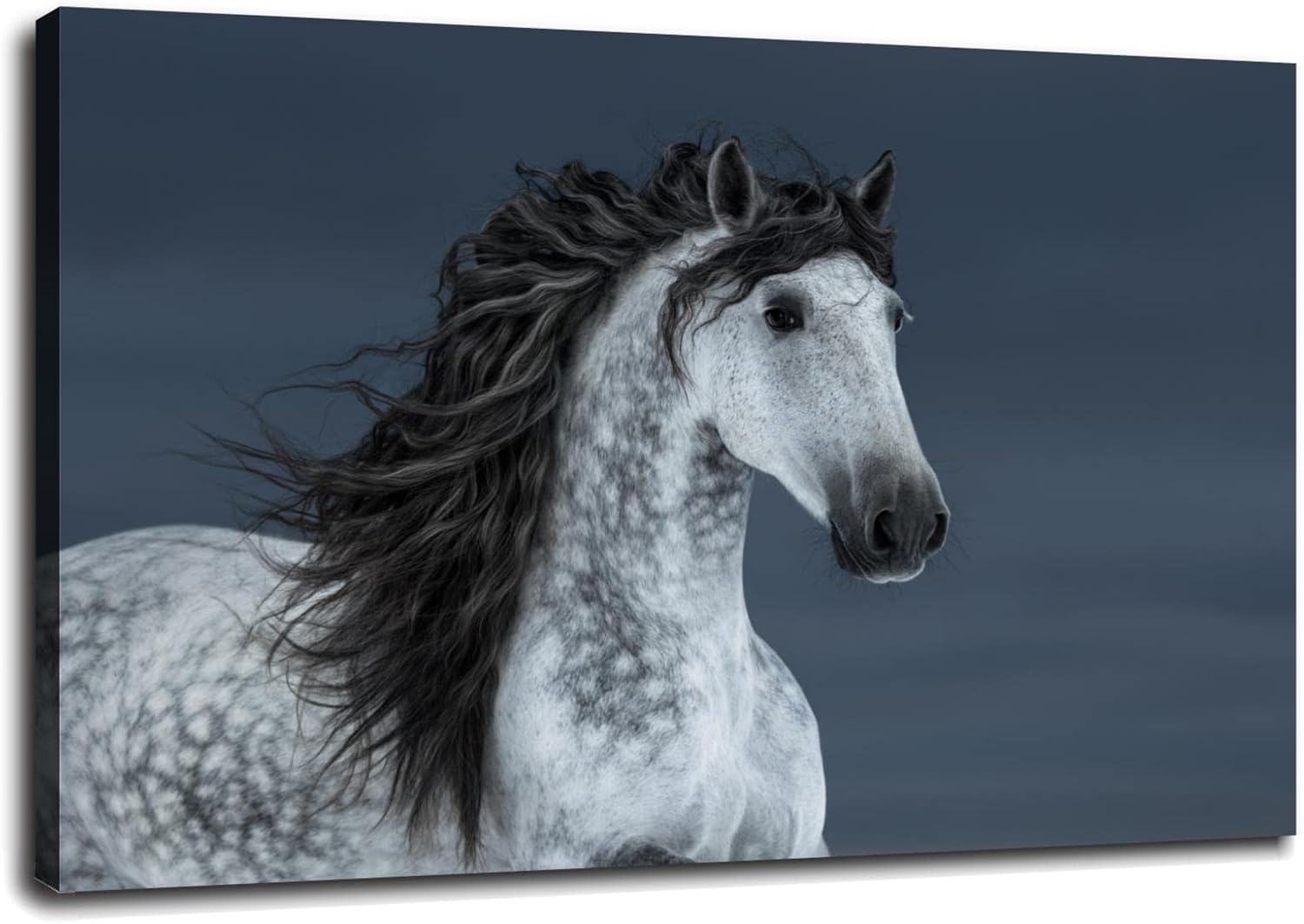 Amazon.com: Adorable Andalusian Horse Poster Size Stallion Animal ...