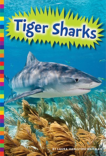 Tiger Sharks : Morey, Allan: Amazon.ca: Livres