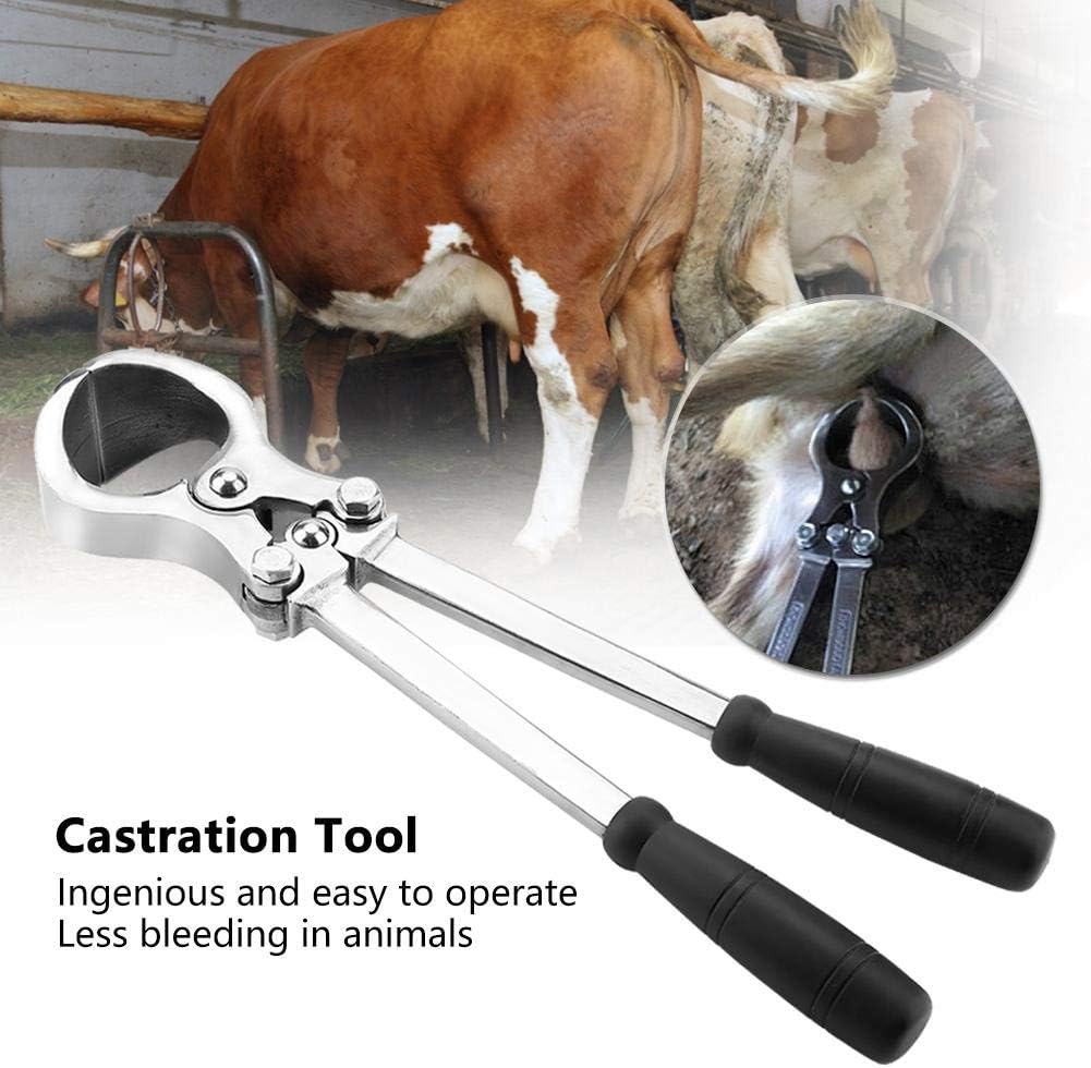Sheep Castration Pliers Stainless Steel Bloodless Anti Rust Animal ...