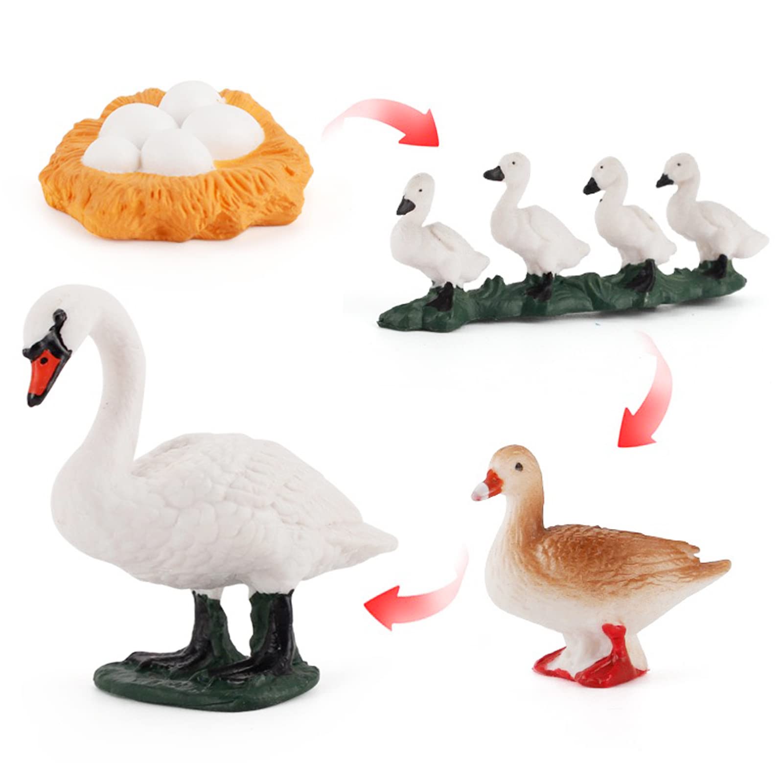 Snapklik.com : Life Cycle Toys, White Swan Animals Life Cycle Set ...