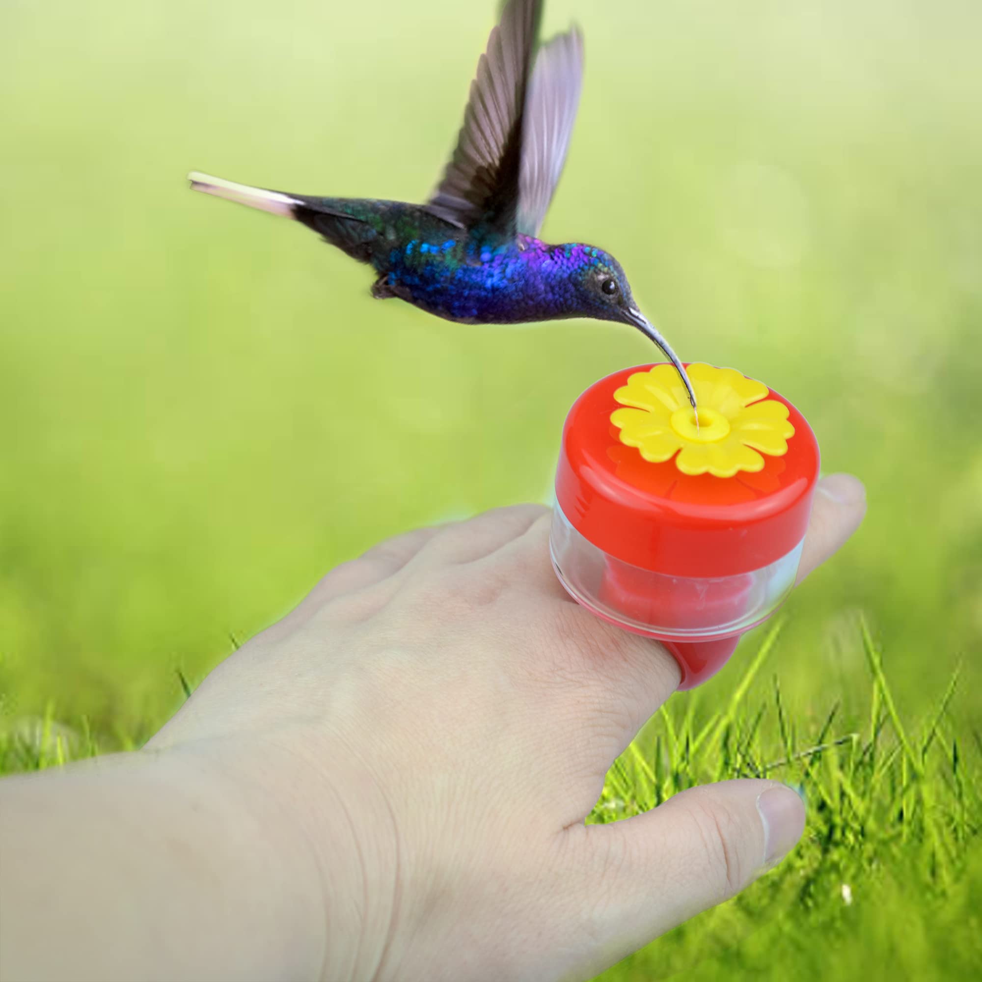 Bee Hummingbird In Hand