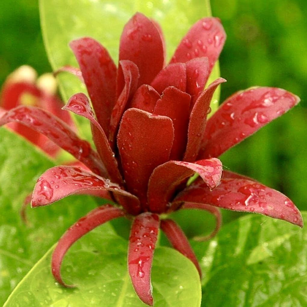 Amazon.com : Carolina Allspice (Sweet Shrub) - 6-18" Tall Bush - Quart ...