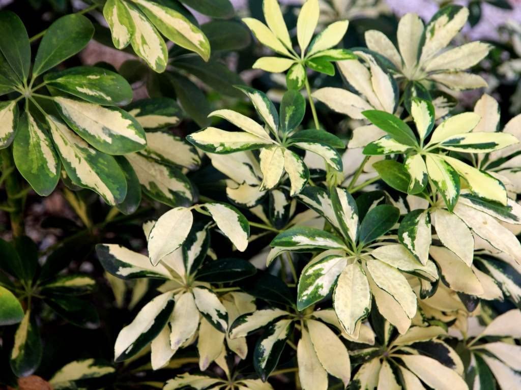 Buy Creative Farmer Variegated Schefflera (Schefflera Arboricola) Plant ...