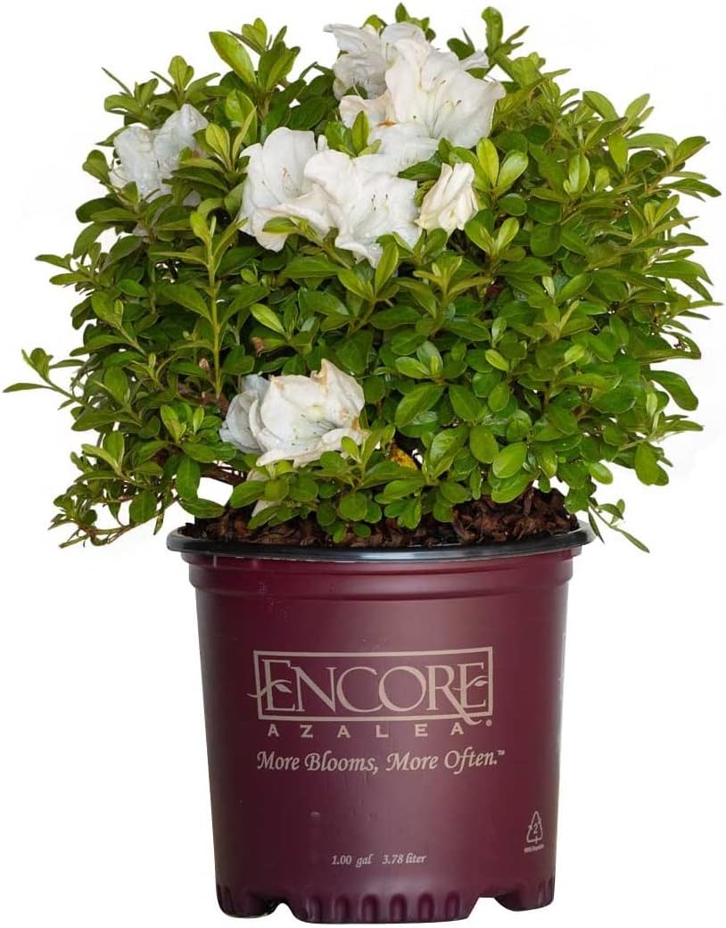 Amazon.com: Encore Azalea Autumn Angel Azalea 2 Gal, White Blooms ...