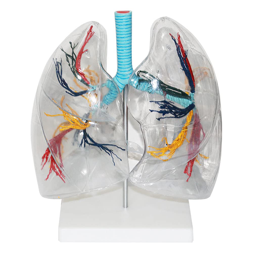 Buy Nlight Transparent Lung Segment Lung Segment Model Lung Anatomy ...