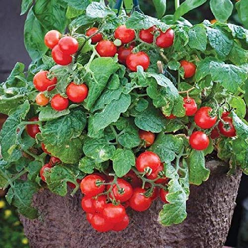 12 Small Tomato Varieties - Urban Garden Gal