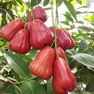 Amazon.com : Red Wax Apple Tree, 1.5 to 2 Ft Tall Tropical Fruit Tree ...