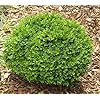 Amazon.com : True Dwarf English Boxwood (Buxus) - Starter Plant (7m) (1 ...